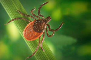 ticks – UK Health Security Agency