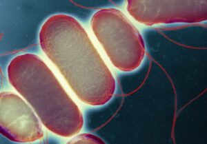 Salmonella – UK Health Security Agency