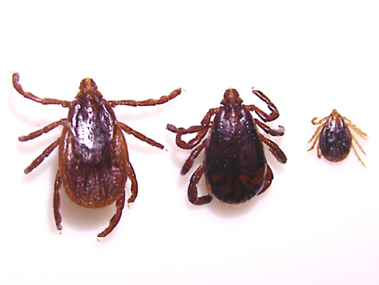 ticks – UK Health Security Agency