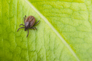 What is Lyme disease and why do we need to be tick-aware? – UK Health ...