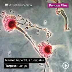 Inside Britain’s Deadly Fungus Collection – UK Health Security Agency