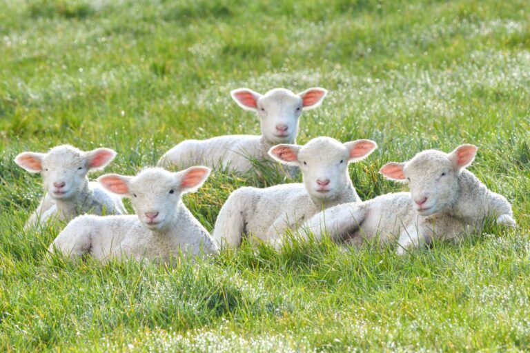 How to have a fun and healthy farm visit with the family – UK Health ...