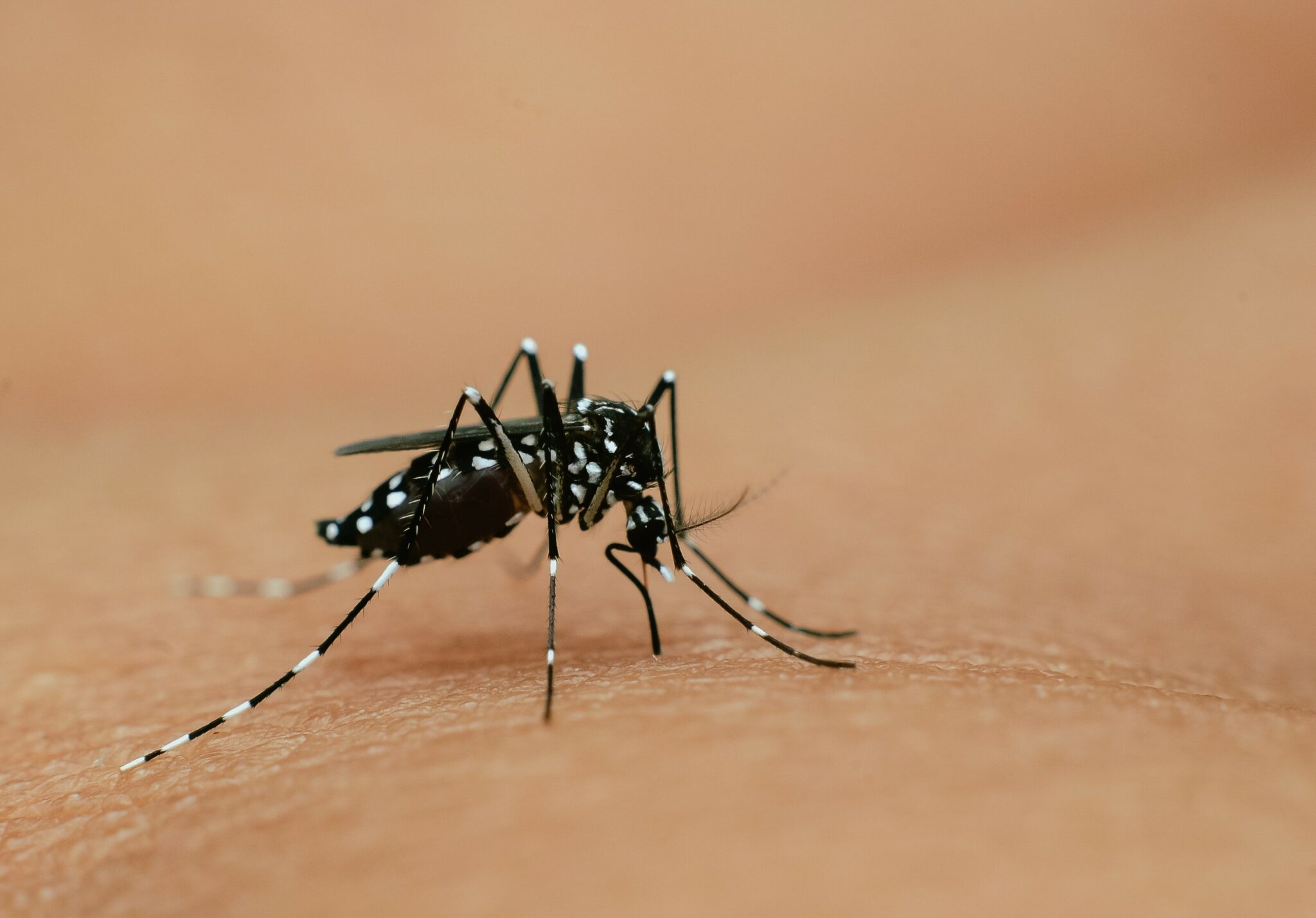 How you can help us resist the tiger mosquito’s conquest of Europe – UK ...
